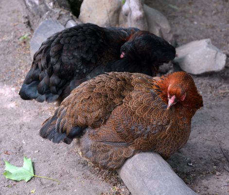 Cornish Chicken: Origin, Characteristics, Price, and More! - A-Z Animals