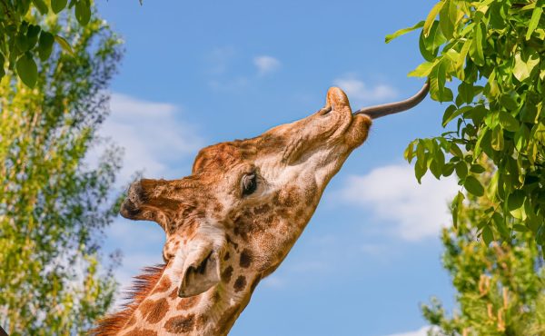 What Do Giraffes Eat? Their Diet Explained - A-Z Animals
