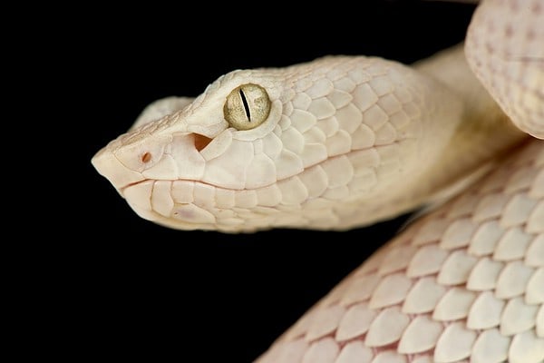 The 40 Coolest Facts About Snakes - A-Z Animals Slideshows