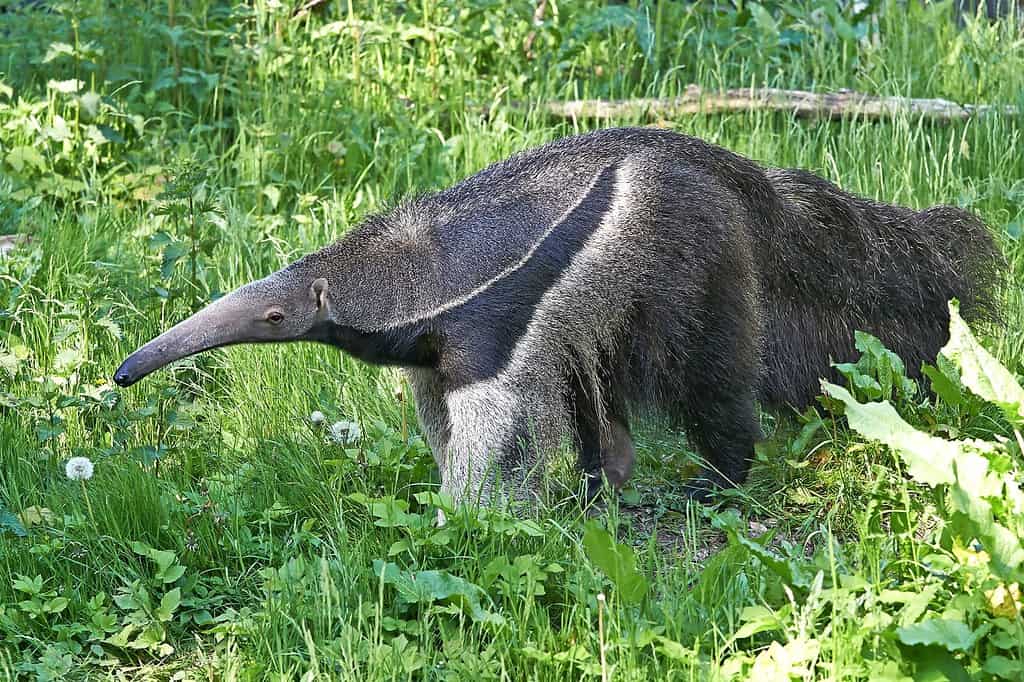 Discover 10 Types of Anteaters and How They Are Not All Alike - A-Z Animals
