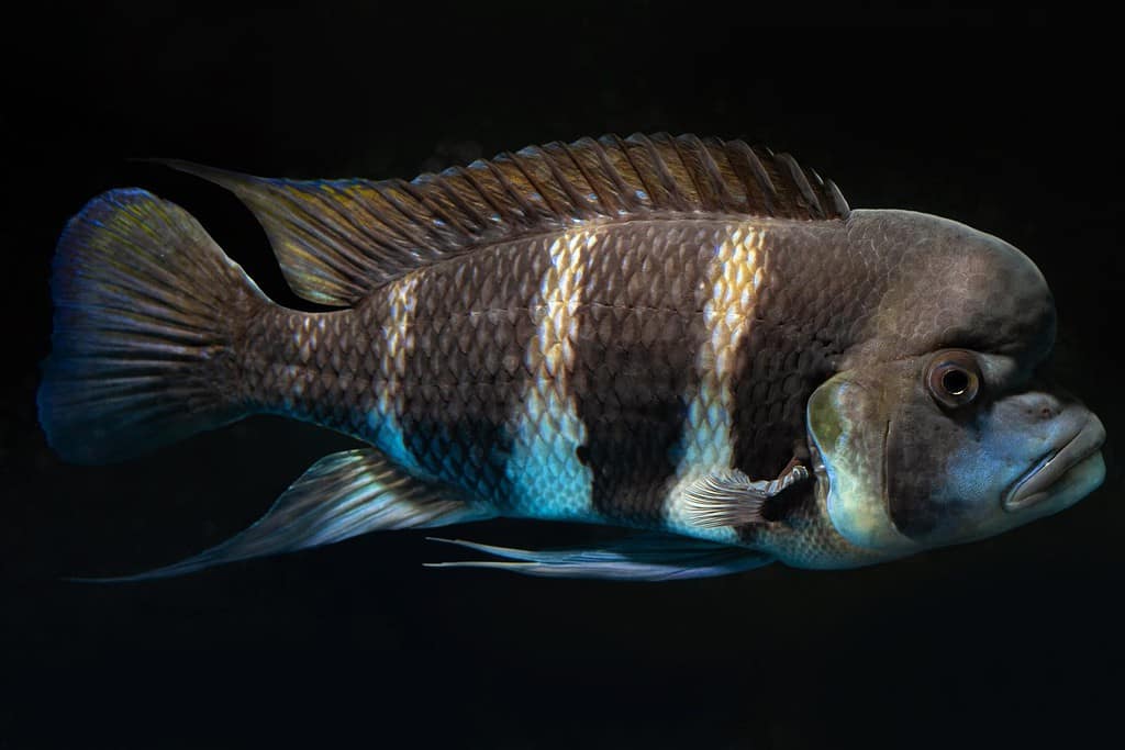 16 Amazing Fish with Big Foreheads (Must-See Photos!) - A-Z Animals