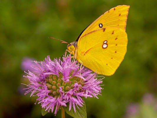 Why More Than 1% of This Insect Species Disappears Each Year - A-Z Animals