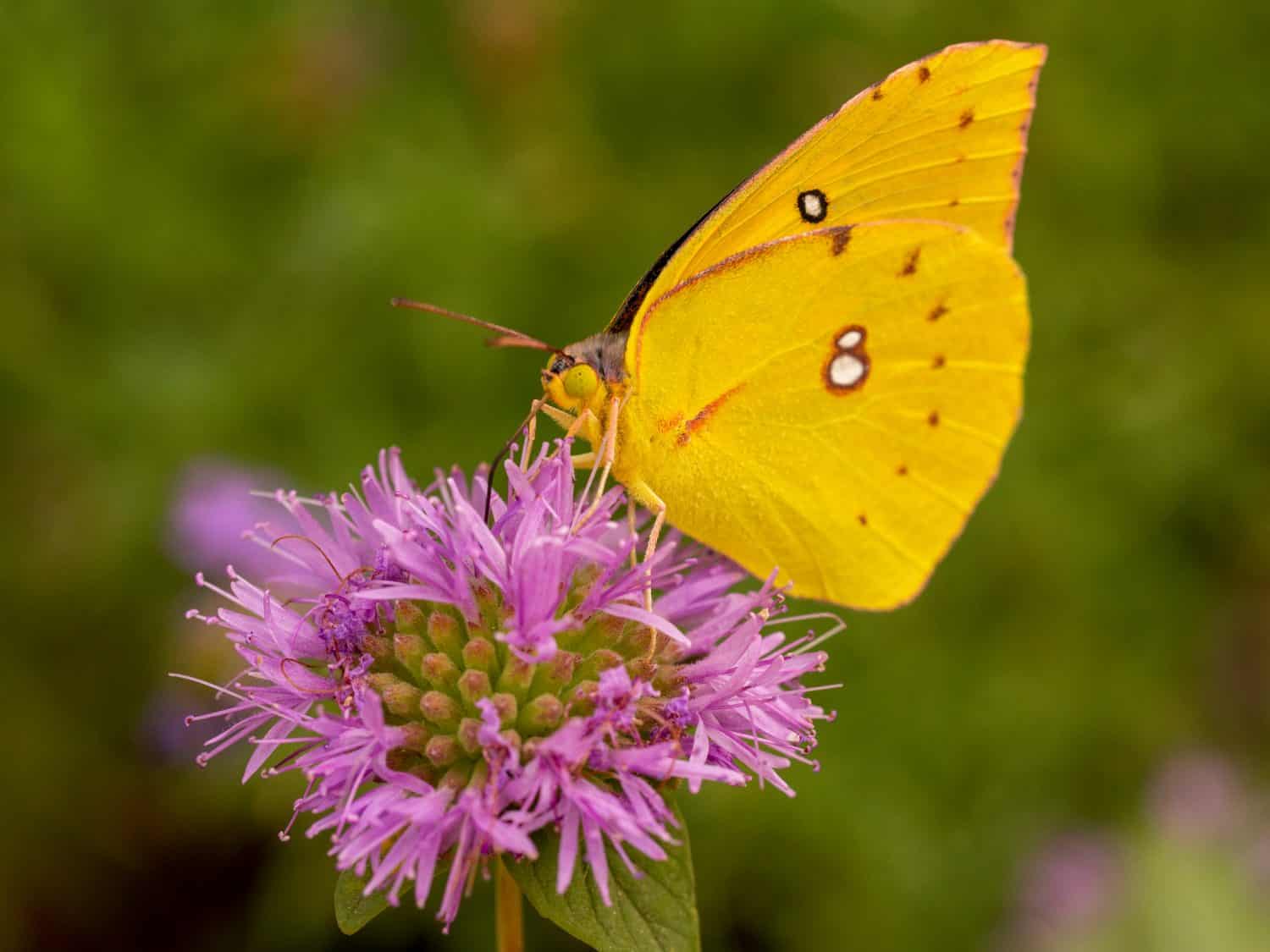 Why More Than 1% of This Insect Species Disappears Each Year - A-Z Animals