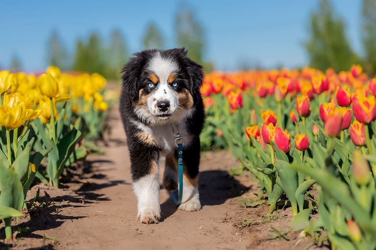 Miniature Australian Shepherd Progression: Growth Chart, Milestones ...