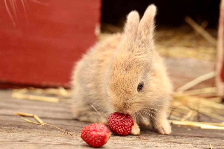 Yes, Rabbits Can Eat Strawberries! But Follow These Tips - A-Z Animals