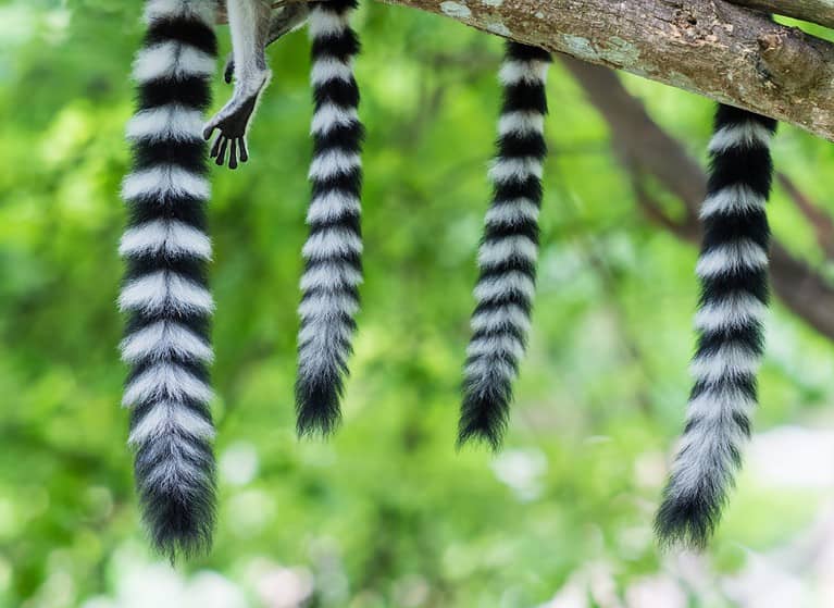 23 Animals with Striped Tails - A-Z Animals