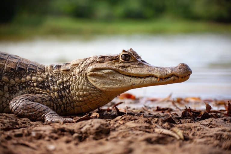 6 Sounds Crocodiles Make and What They Mean - A-Z Animals
