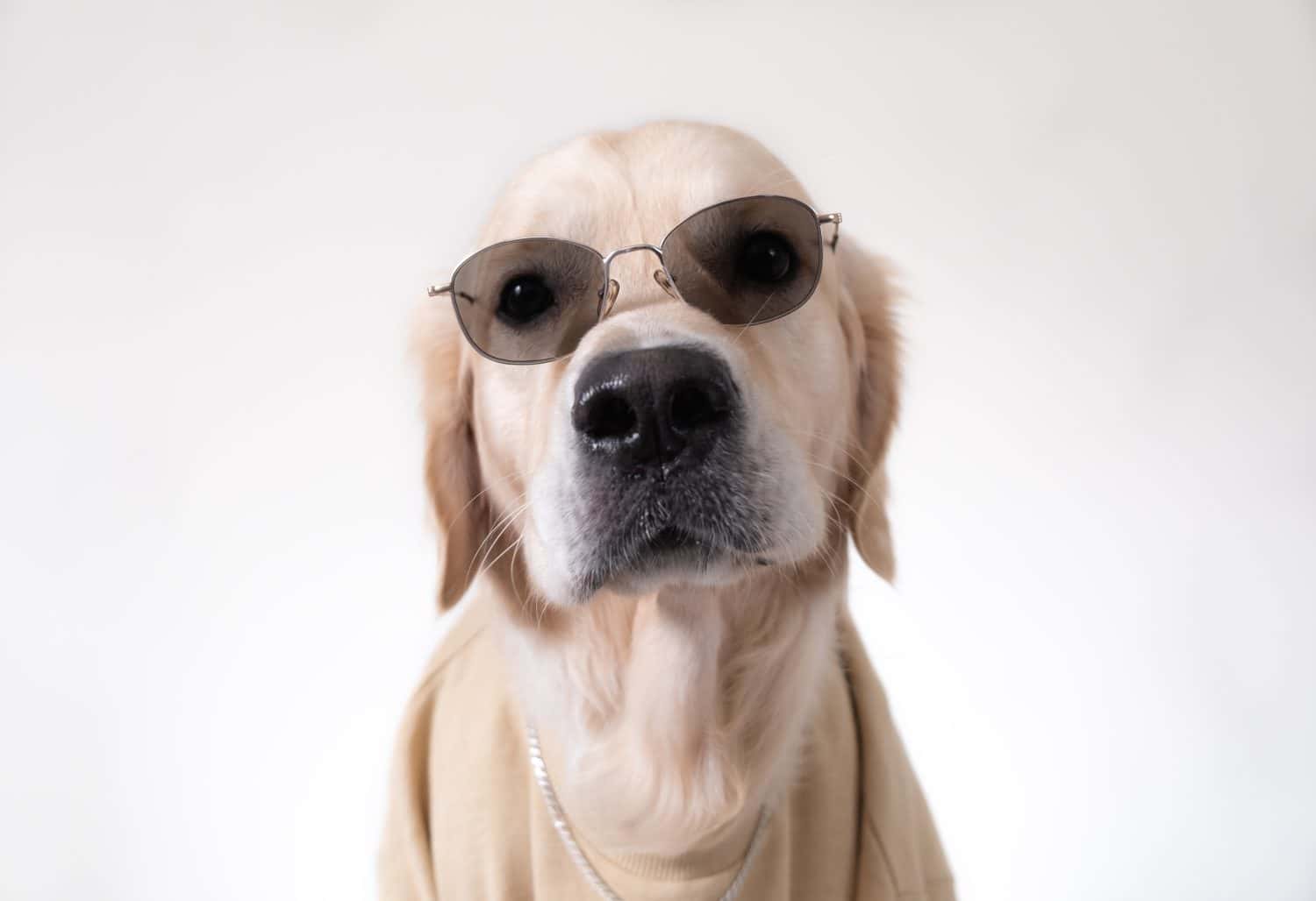 The 130 Best Gangster and Gangsta Dog Names A Z Animals The 130 Best Gangster and Gangsta Dog Names A Z Animals