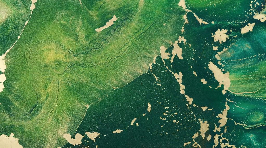 What Is a Green Tide? Is It Dangerous? - A-Z Animals