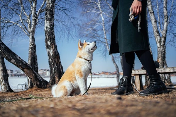 Akita Progression: Growth Chart, Milestones, and Training Tips - A-Z ...