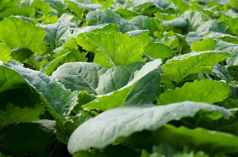 Explore the 26 Vegetables That Start with R - A-Z Animals