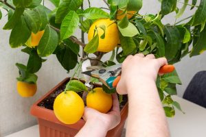 Can Lemon Trees Survive Winter? 7 Tips for Keeping Them Alive - A-Z Animals