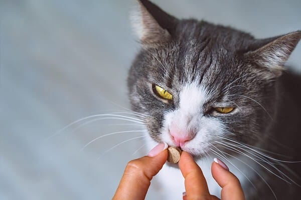 Drontal Dosage Chart for Cats: Risks, Side Effects, Dosage, and More ...