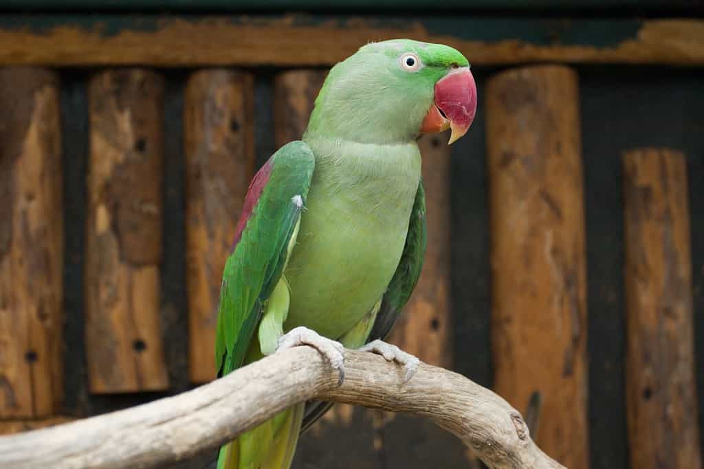 All About the Alexandrine Parakeet: Personality, Diet, Habitat, & More ...