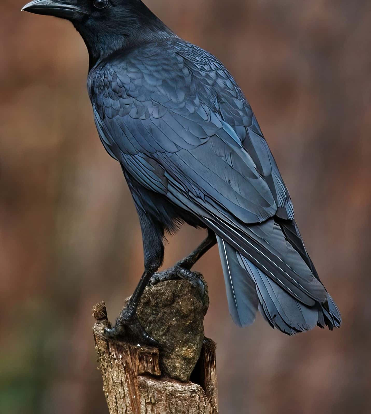 Do Crows Mate for Life? 7 Amazing Facts About These Loyal Birds - A-Z ...