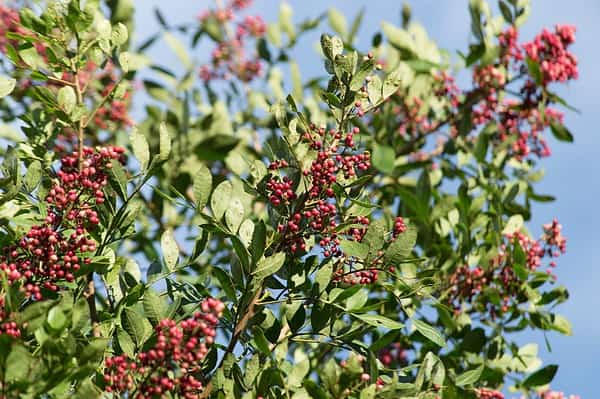 Explore the Top 18 Most Invasive Plants in Hawaii - A-Z Animals