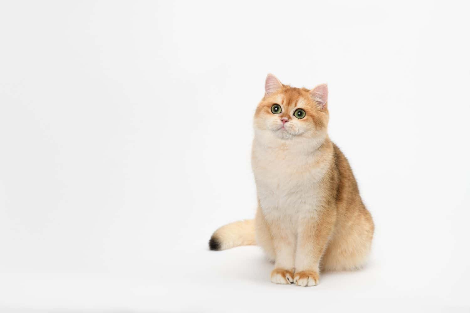 British Shorthair Cat Lifespan How Long Do British Shorthairs Live