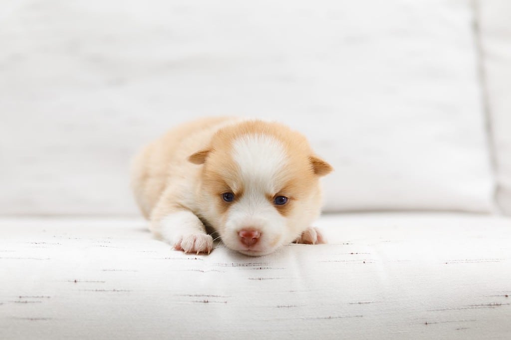 Pomsky Colors: See the Rarest to Most Common - A-Z Animals