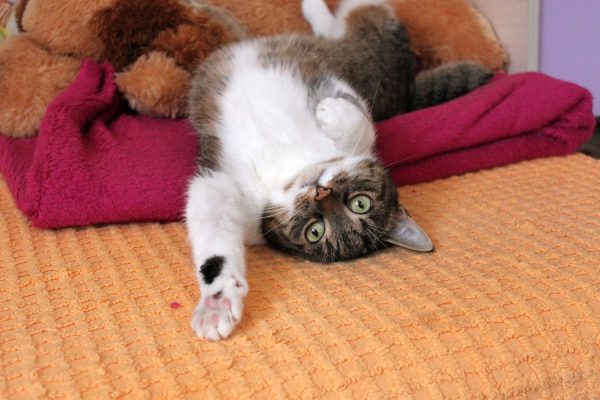 The Top Theories on Why Snow Leopards Bite Their Own Tails - A-Z Animals