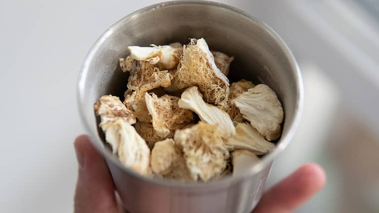 All About Bear's Head Tooth Mushrooms - A-Z Animals
