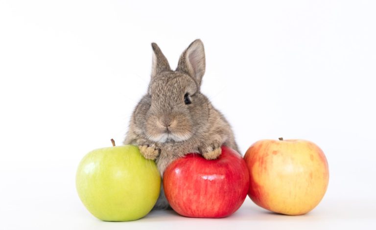 Yes, Rabbits Can Eat Apples! But Follow These 6 Tips - A-Z Animals