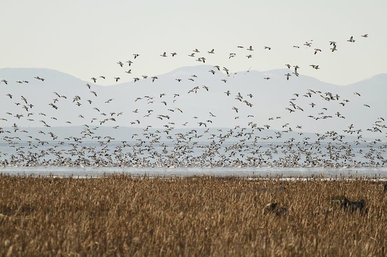 What Is the Pacific Flyway? Why It's Important and the Birds That Use ...