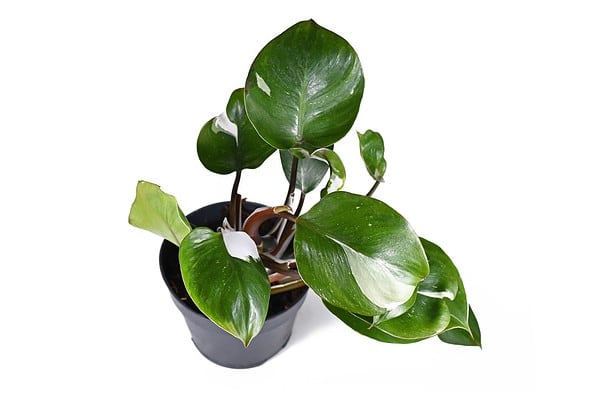 Philodendron White Knight Care Guide: Tips for a Healthy Plant - A-Z ...
