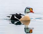 Discover the 15 Most Colorful Wild Ducks and Where You Can See Them - A ...