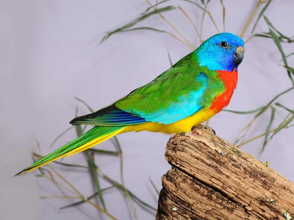 The 38 Most Common Parrots Found in Australia: ID Guide and Where to ...