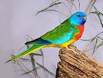 The 38 Most Common Parrots Found in Australia: ID Guide and Where to ...