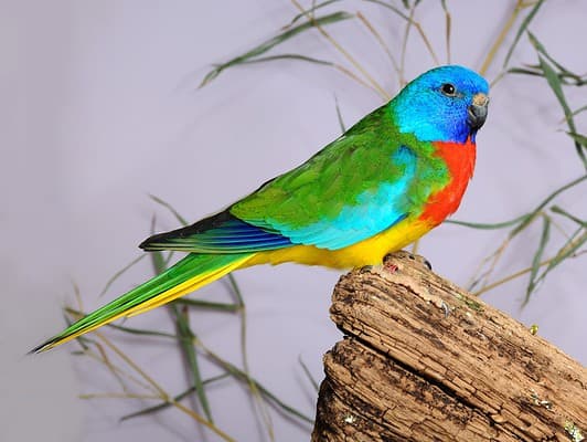 The 38 Most Common Parrots Found in Australia: ID Guide and Where to ...