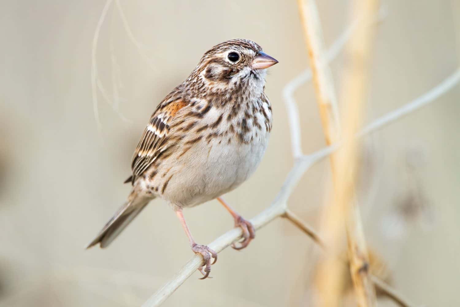 Meet The 19 Incredible Sparrows Found in Michigan - A-Z Animals