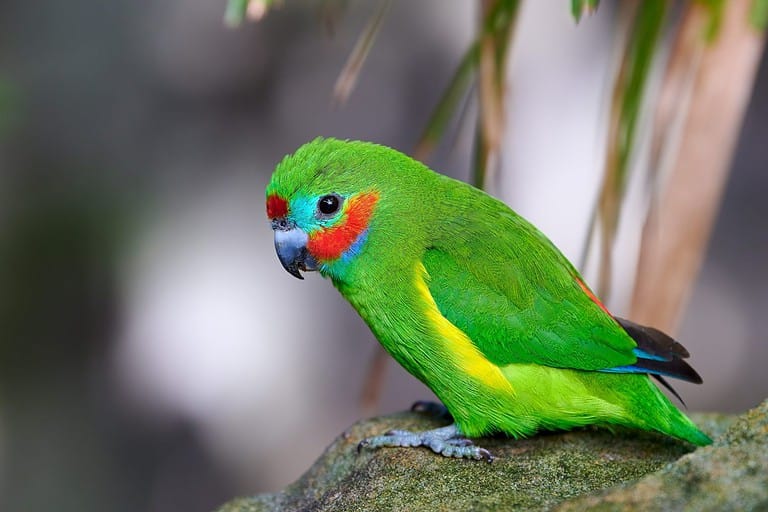The 38 Most Common Parrots Found in Australia: ID Guide and Where to ...