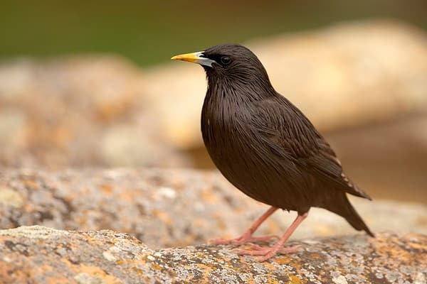 17 Black Birds With Yellow Beaks: How to Properly Identify Each Kind ...
