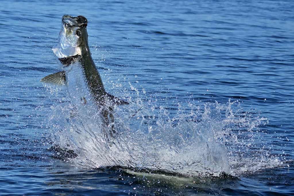 Things to Know About Fishing in Destin, FL, and 25 Fish You're Likely ...