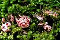 Discover 22 Amazing Types of Rare Mushrooms - A-Z Animals