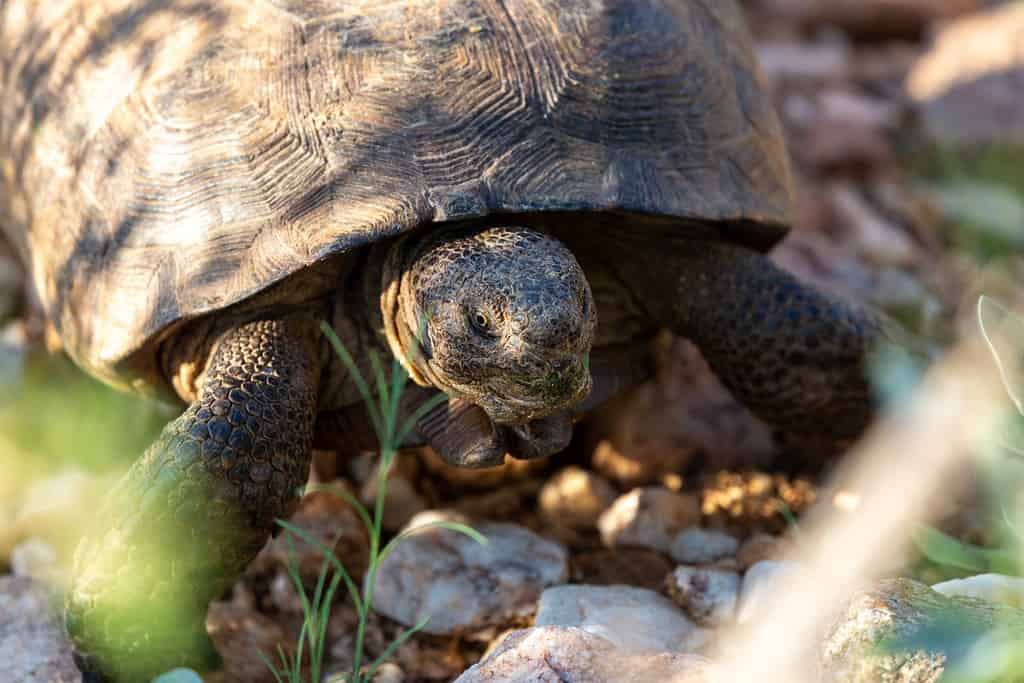 Discover How Hikers Work Around the Threatened Desert Tortoise - A-Z ...