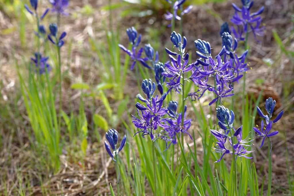 30 Beautiful Types of Blue Wildflowers - A-Z Animals