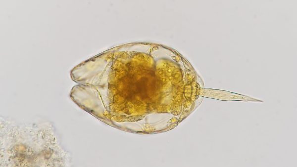 Discover 6 Microscopic Animals Your Eyes May Never See - A-Z Animals