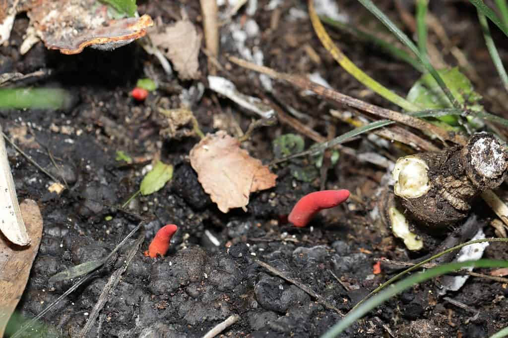 Discover 22 Amazing Types of Rare Mushrooms - A-Z Animals