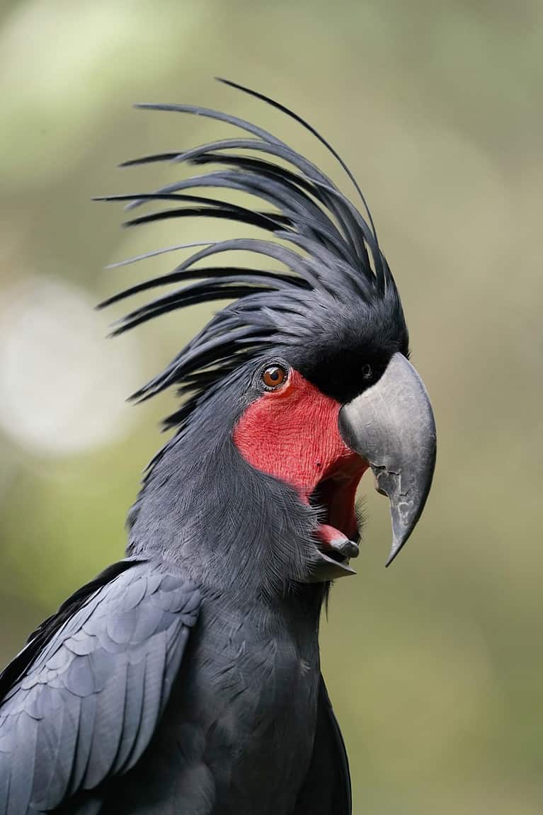 Meet the Birds That Challenge Our Notions of Beauty - A-Z Animals