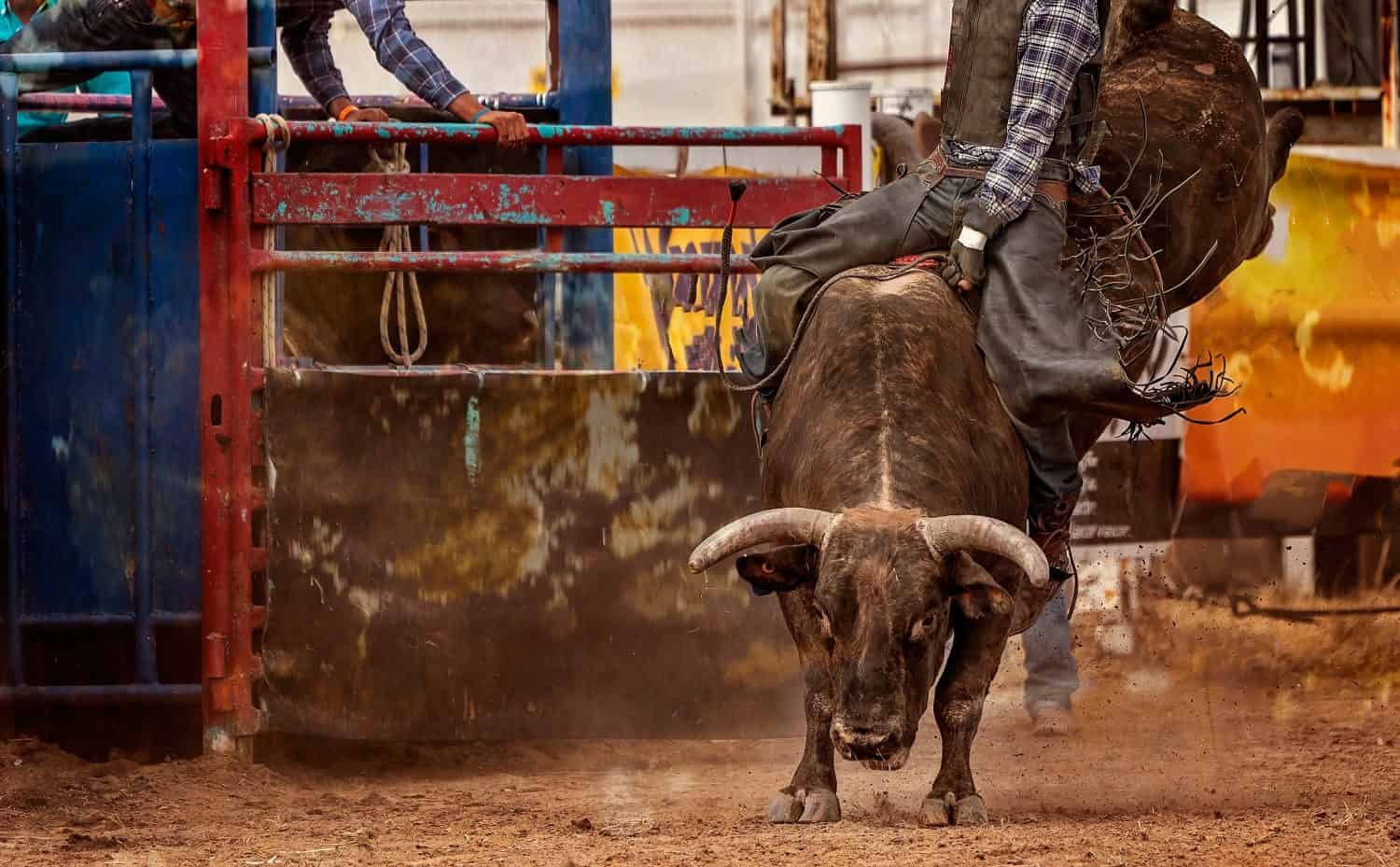 Discover The Meanest Bull in Texas Rodeo History - A-Z Animals