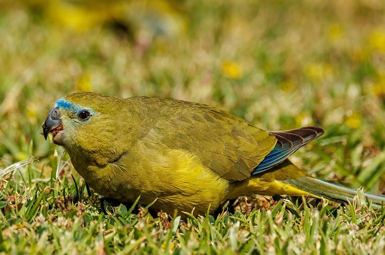 The 38 Most Common Parrots Found in Australia: ID Guide and Where to ...