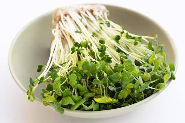 Explore the 26 Vegetables That Start with R - A-Z Animals