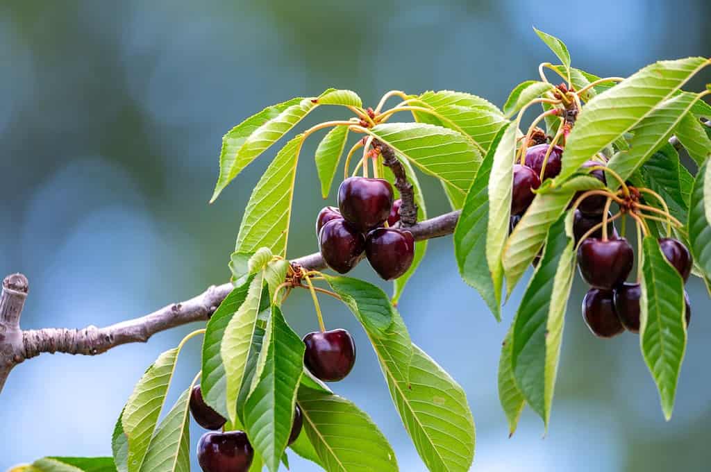 Discover the 19 Fruits That Start With B - A-Z Animals