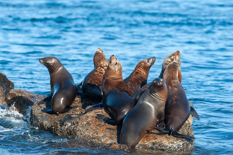 Discover the 7 Largest and Most Important Bays in California - A-Z Animals