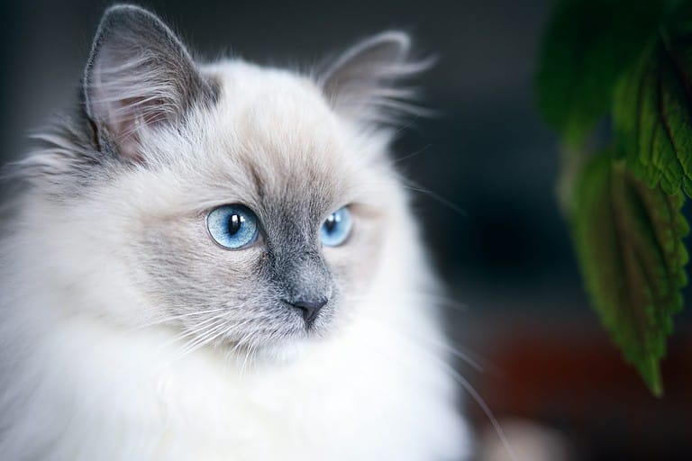 Ragdoll Colors: Rarest to Most Common - A-Z Animals