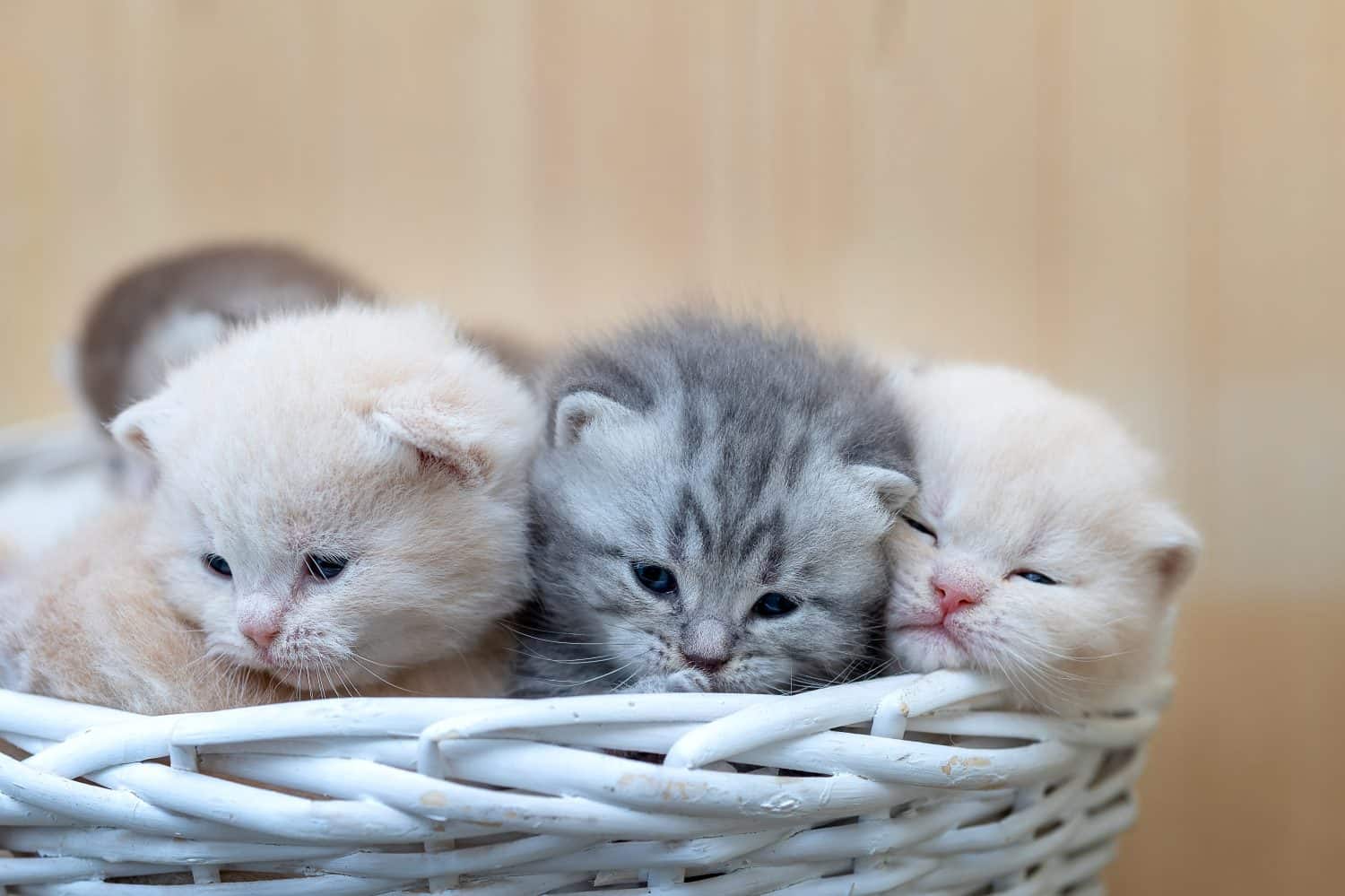 British Shorthair Kittens: Pictures, Adoption Tips, and More! - A-Z Animals