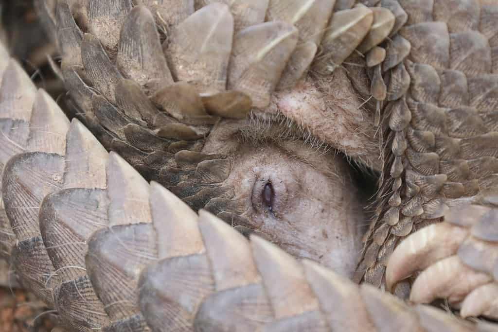 What are Pangolins and Why Are They One of the Most Trafficked Animals ...