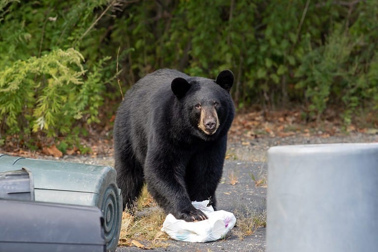6 Spots in New Jersey Teeming with the Most Bears - A-Z Animals